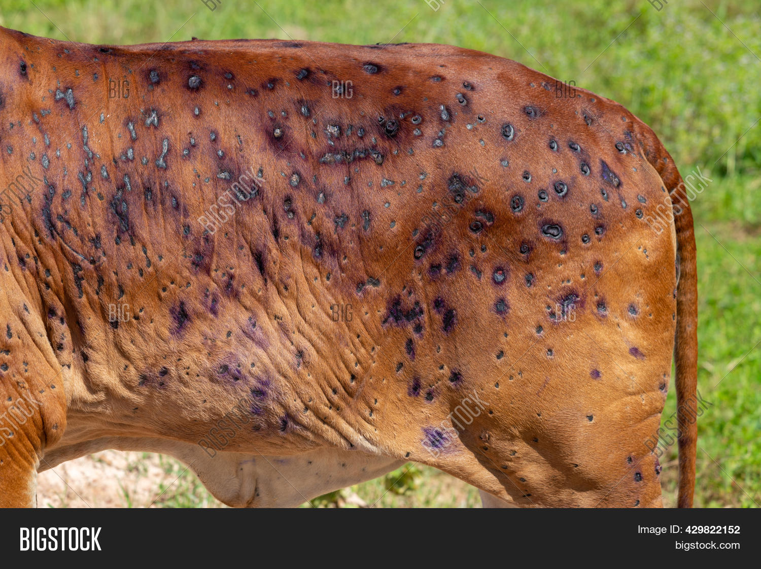 Cow Close Suffering Image & Photo (Free Trial) | Bigstock