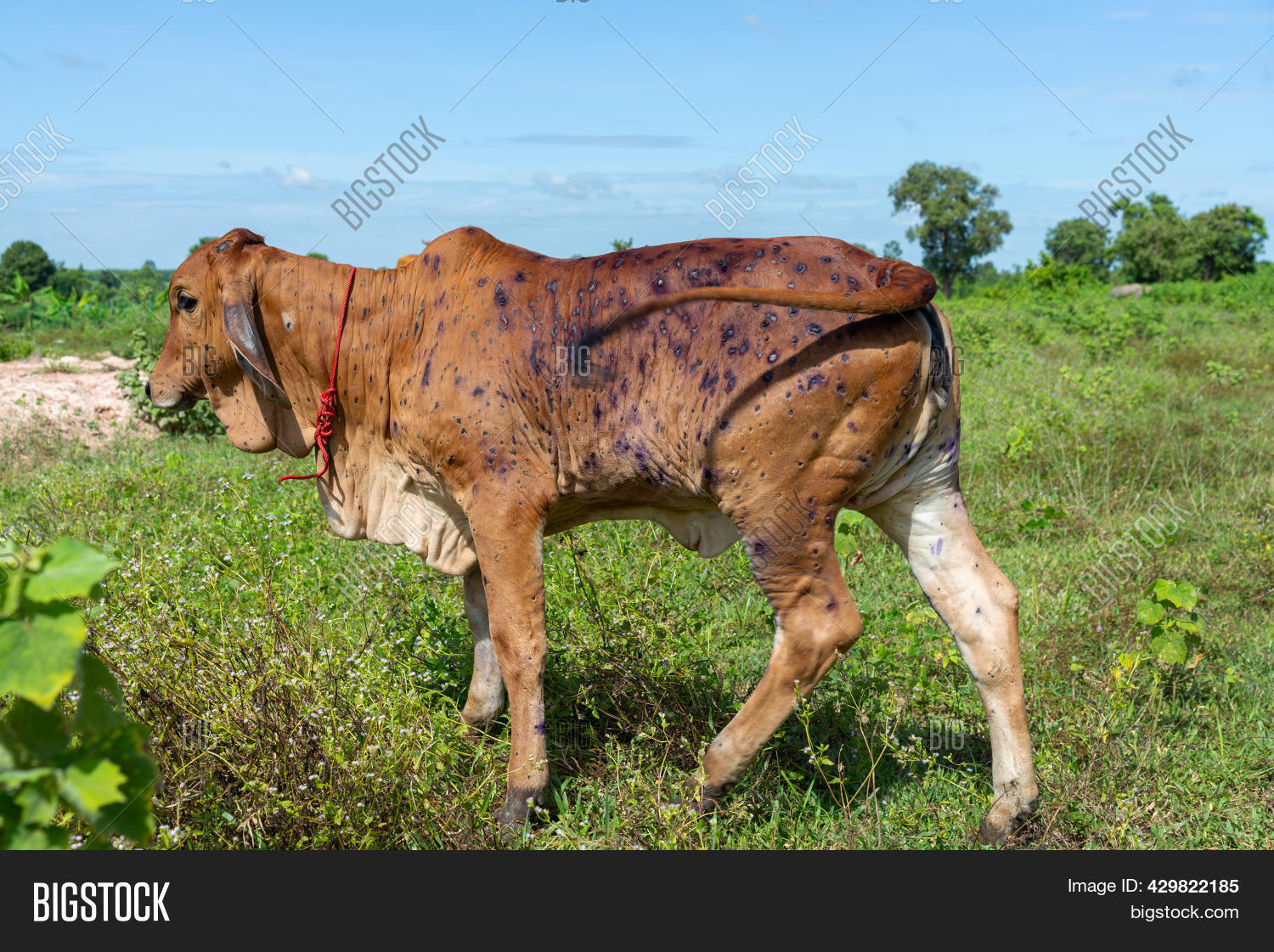 Cow Close Suffering Image & Photo (Free Trial) | Bigstock