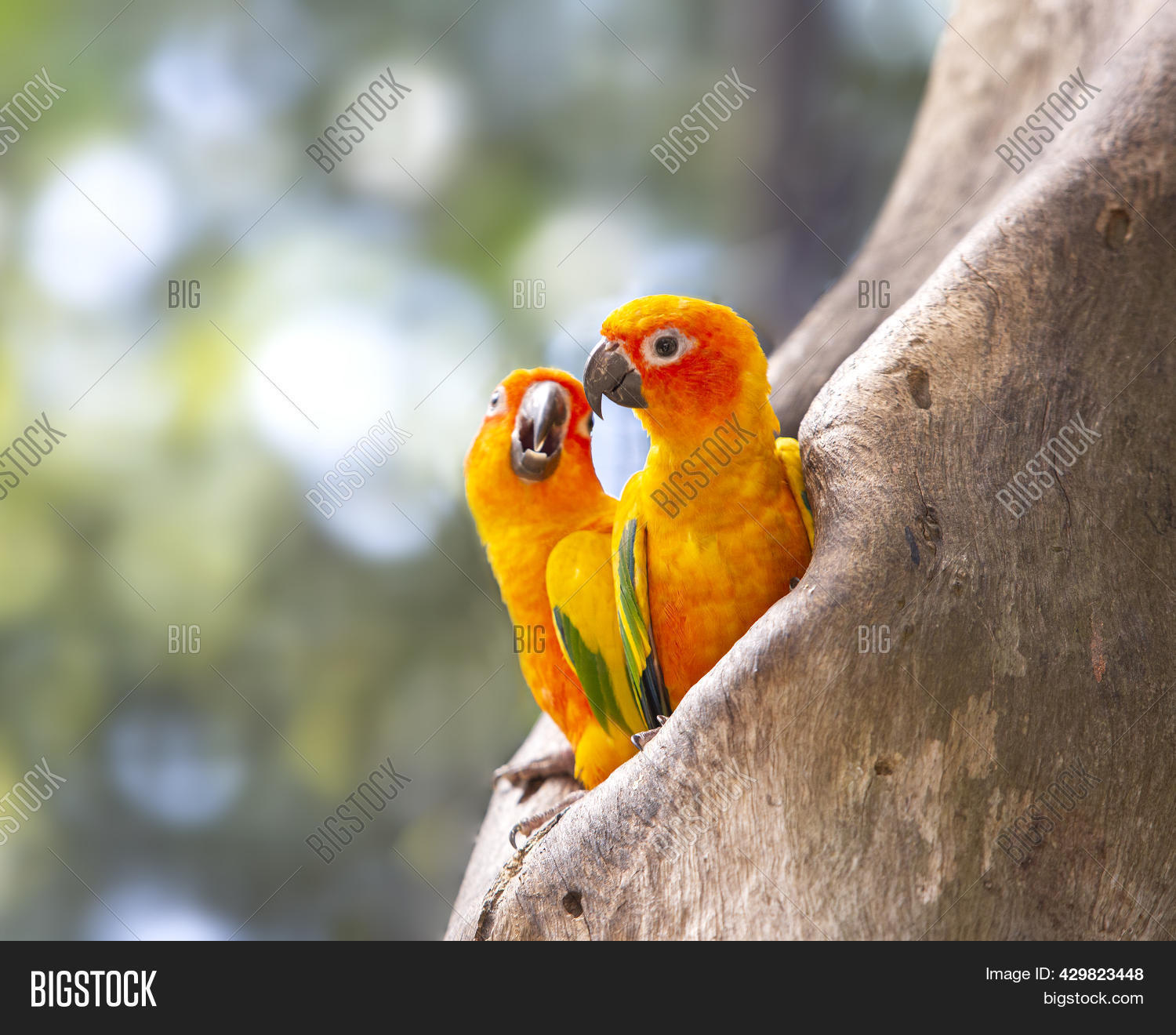 Two Sun Conures Nest Image & Photo (Free Trial) | Bigstock