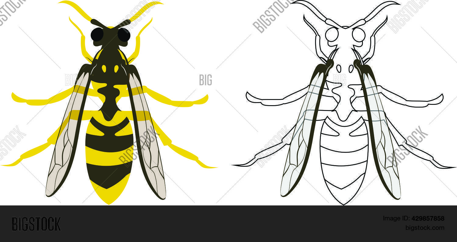 Hornet Wasp Vector Vector & Photo (Free Trial) | Bigstock