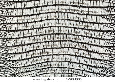 Lizard Skin Pattern Image & Photo (Free Trial) | Bigstock