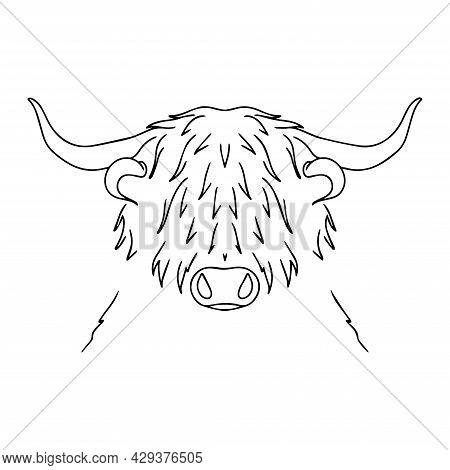 Buff Bull Drawings