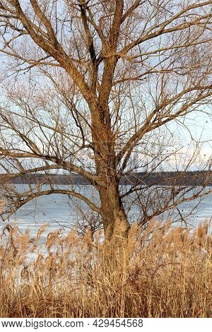 Tree Without Leaves Image & Photo (Free Trial) | Bigstock