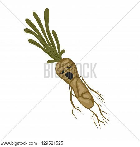 Mandrake Root. Magic Vector & Photo (Free Trial) | Bigstock