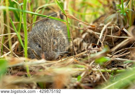 Field Mouse Tick On Image & Photo (Free Trial) | Bigstock