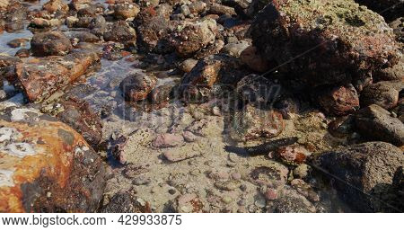 Sea Cucumber Inside Image & Photo (Free Trial) | Bigstock