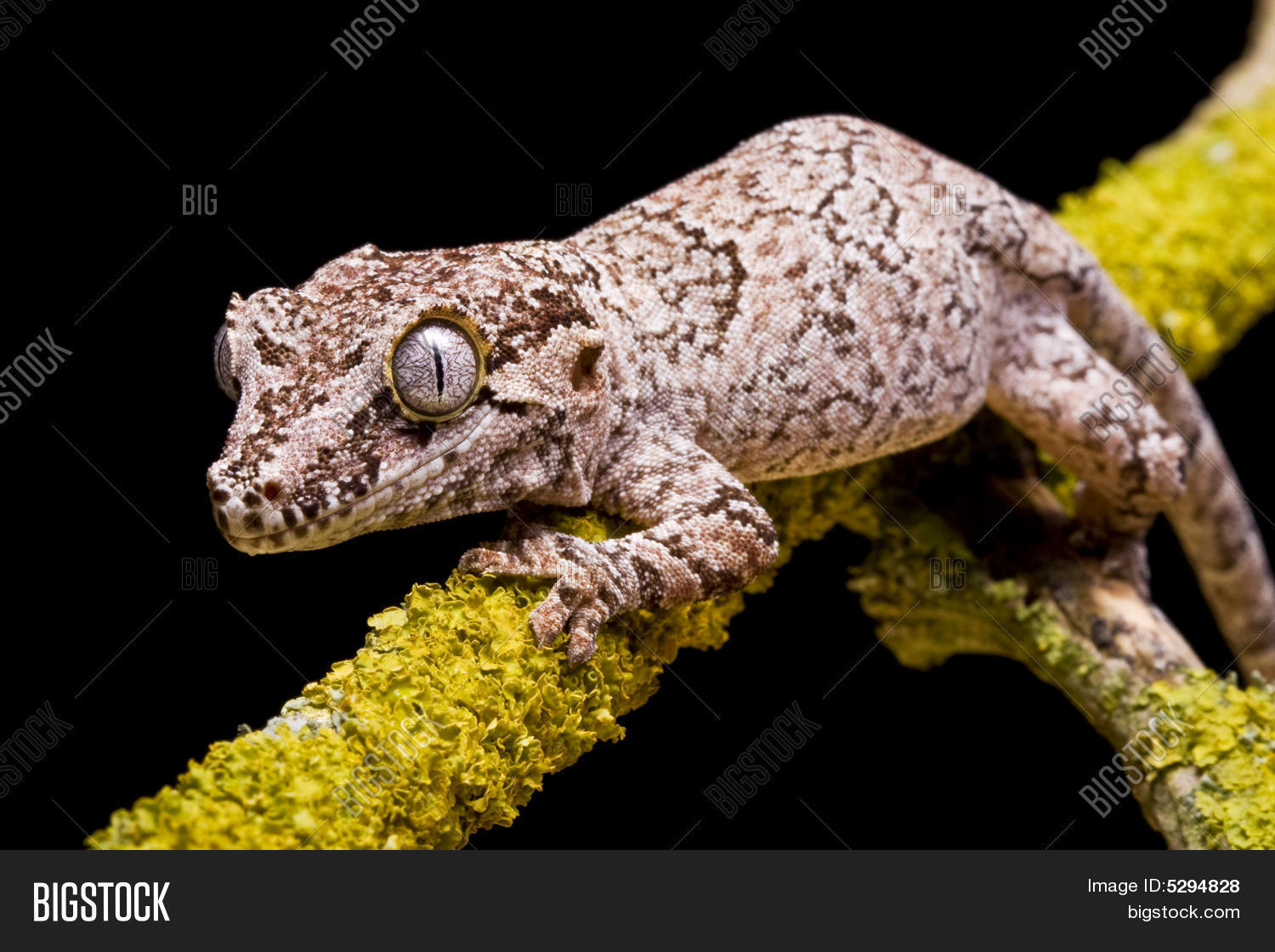 Gargoyle Gecko Image & Photo (Free Trial) | Bigstock