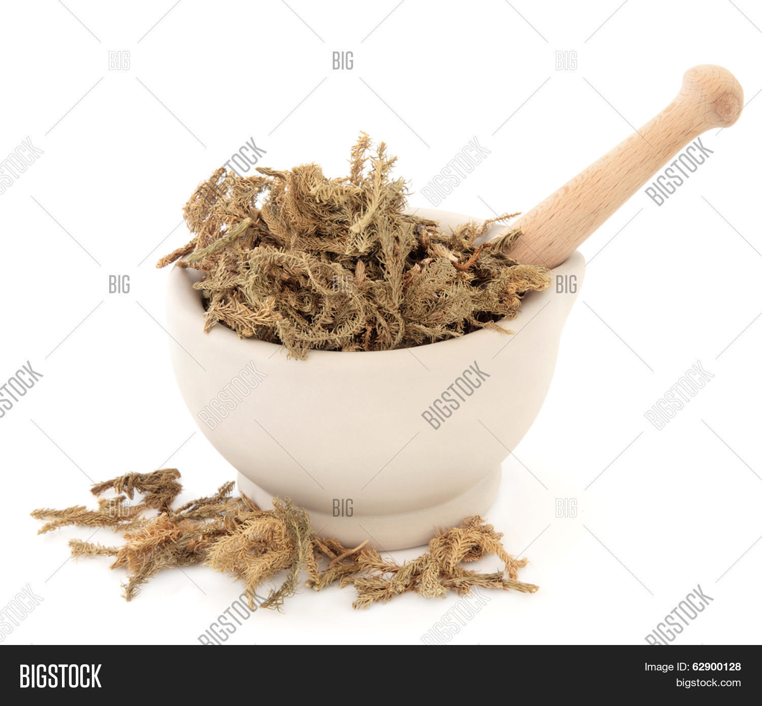 Lycopodium Root Image & Photo (Free Trial) | Bigstock