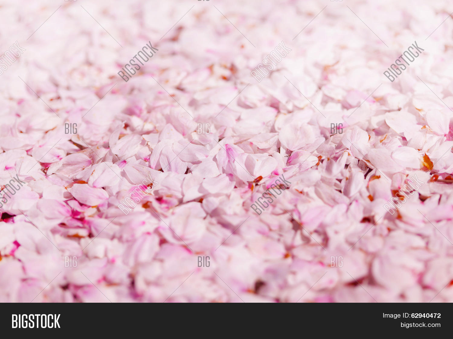 Ground Covered Cherry Image & Photo (Free Trial) | Bigstock