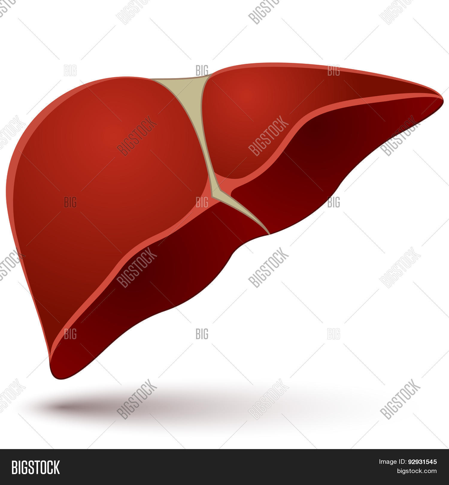 Human Liver Vector Vector & Photo (Free Trial) | Bigstock
