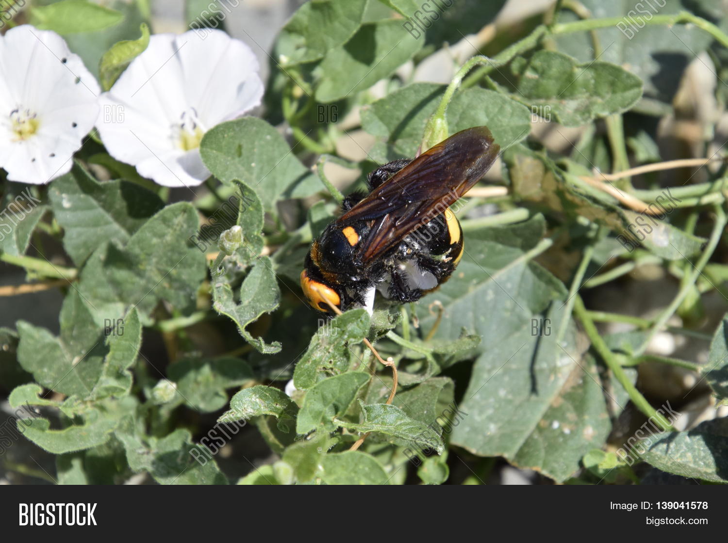 Megascolia Maculata. Image & Photo (Free Trial) | Bigstock