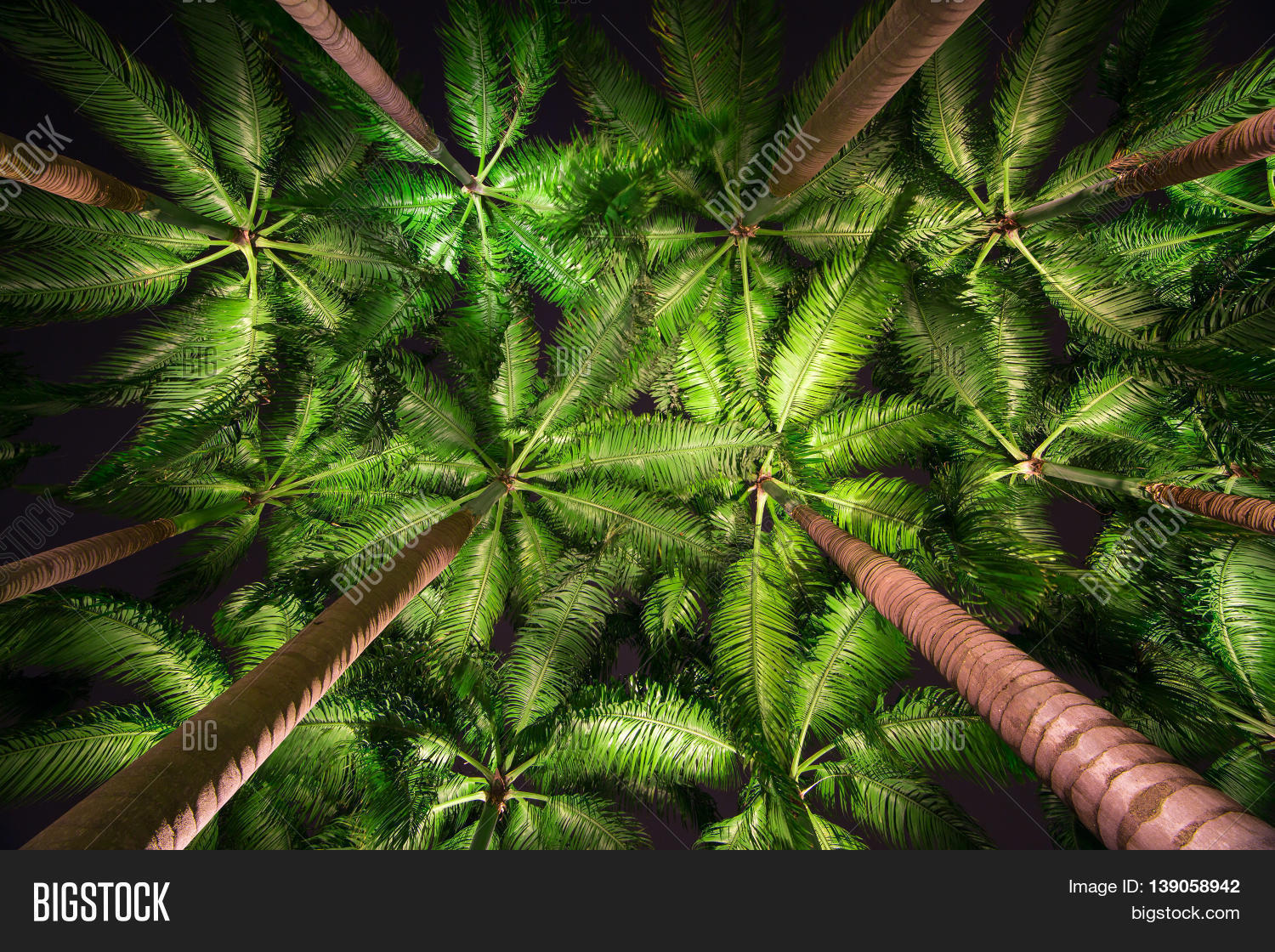 Palm Trees Bulb Light Image & Photo (Free Trial) | Bigstock