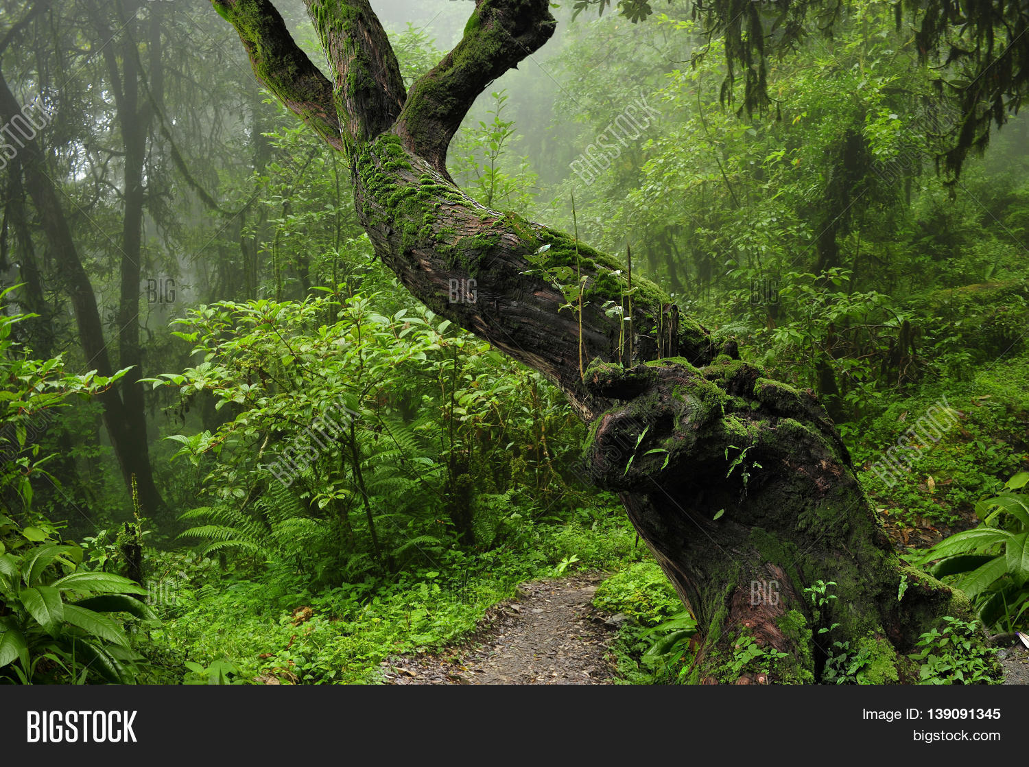 Nepal Rainforest Image & Photo (Free Trial) | Bigstock
