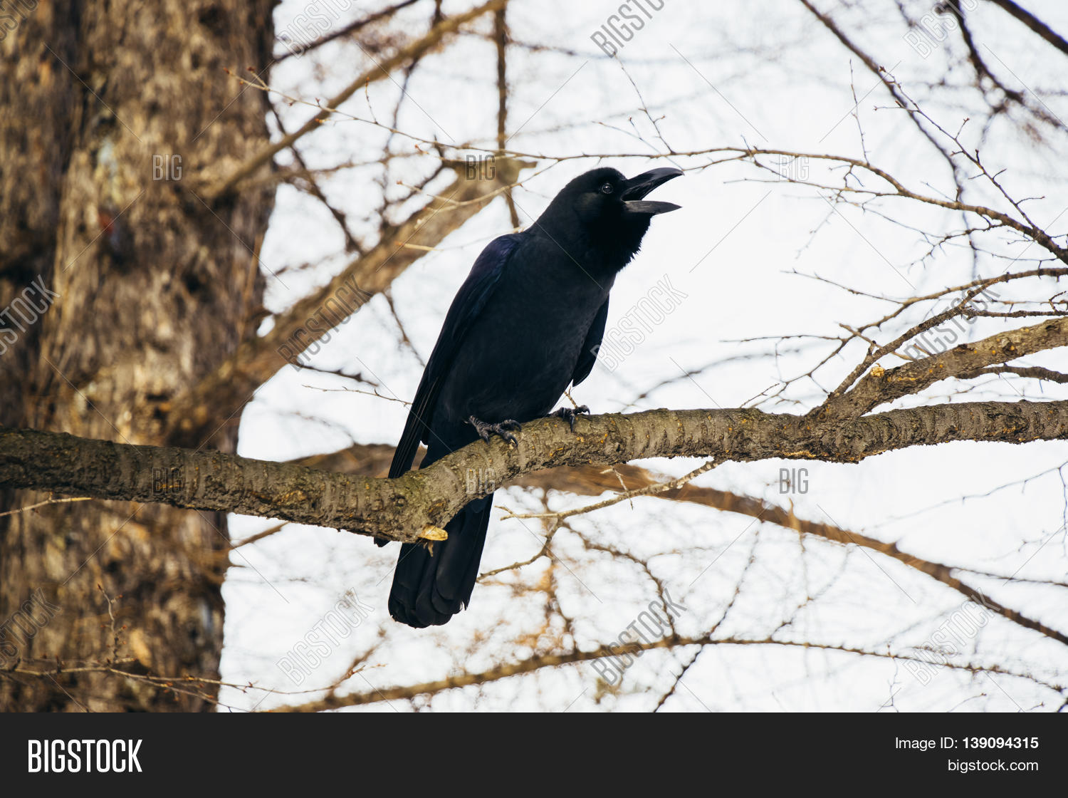 Big Black Carrion Crow Image & Photo (Free Trial) | Bigstock