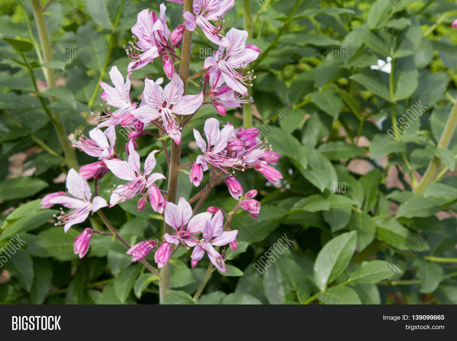 Pink Diptam (dictamnus Image & Photo (Free Trial) | Bigstock