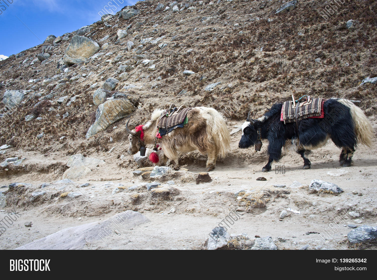 Yak On Trail Near Image & Photo (Free Trial) | Bigstock