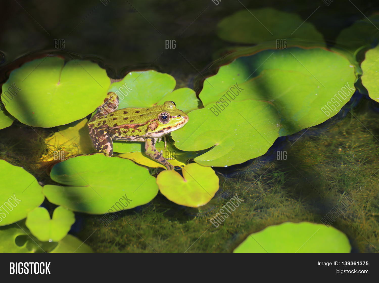 Edible Frog ( Image & Photo (Free Trial) | Bigstock
