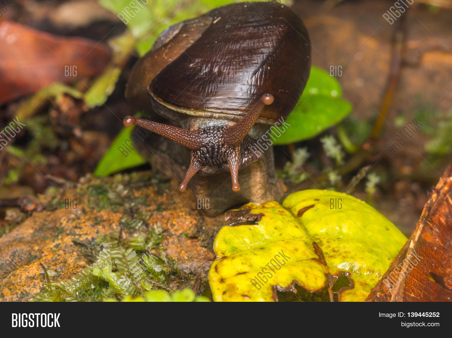 Snail , Cute Snail , Image & Photo (Free Trial) | Bigstock
