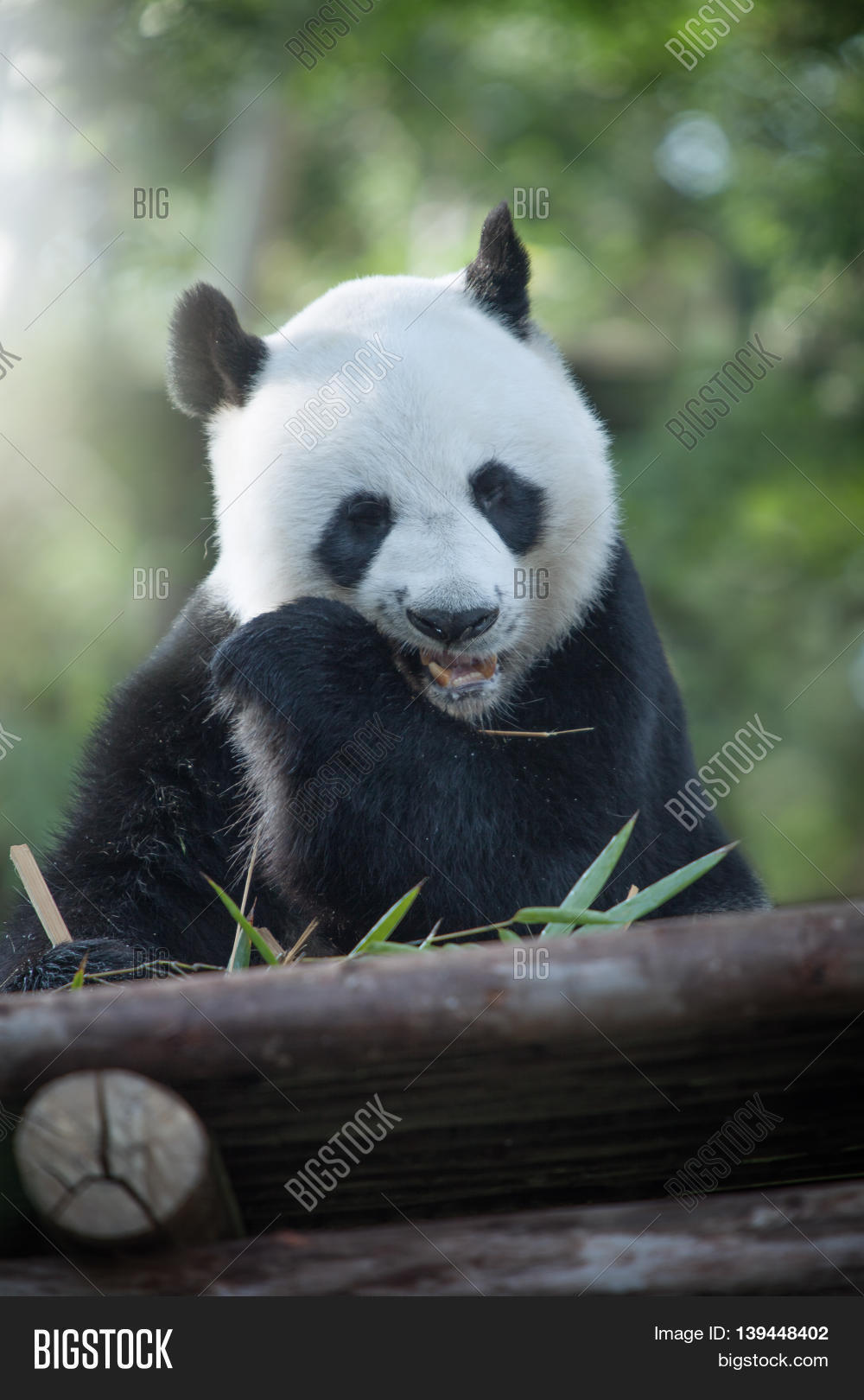Portrait Nice Panda Image & Photo (Free Trial) | Bigstock