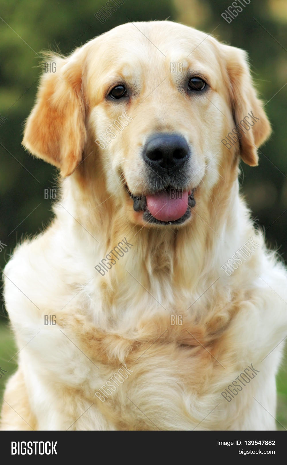 Beautiful Happy Dog Image & Photo (Free Trial) | Bigstock