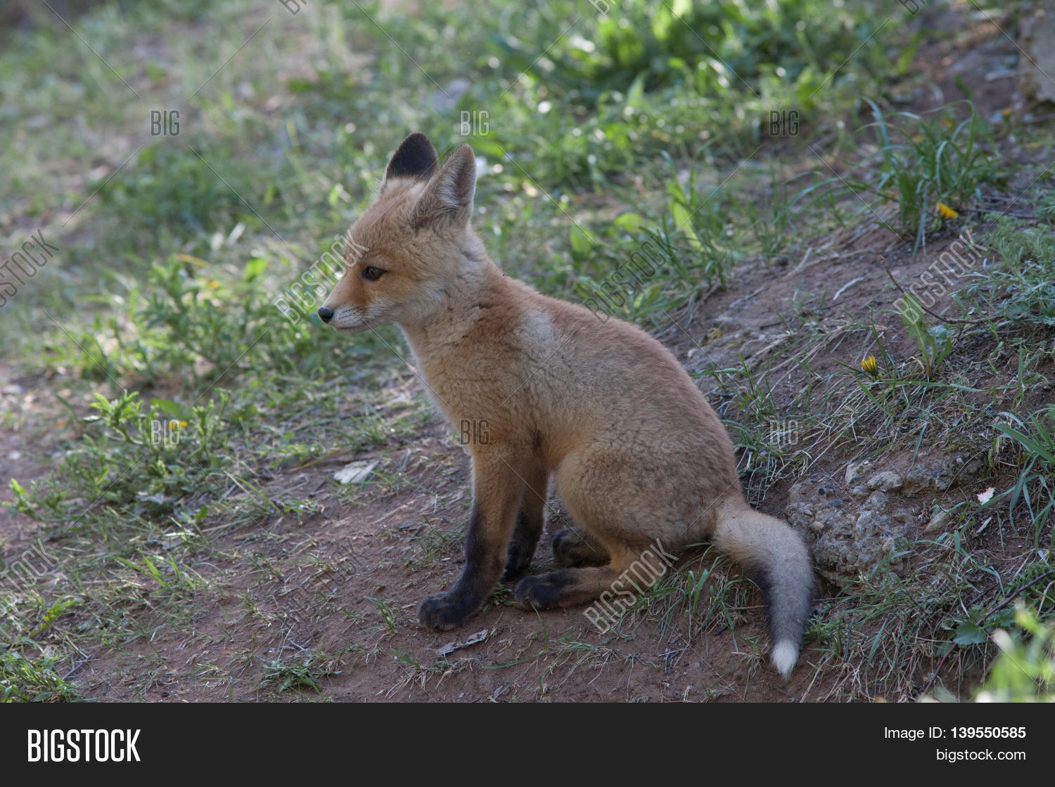 Little Furry Red Fox Image & Photo (Free Trial) | Bigstock