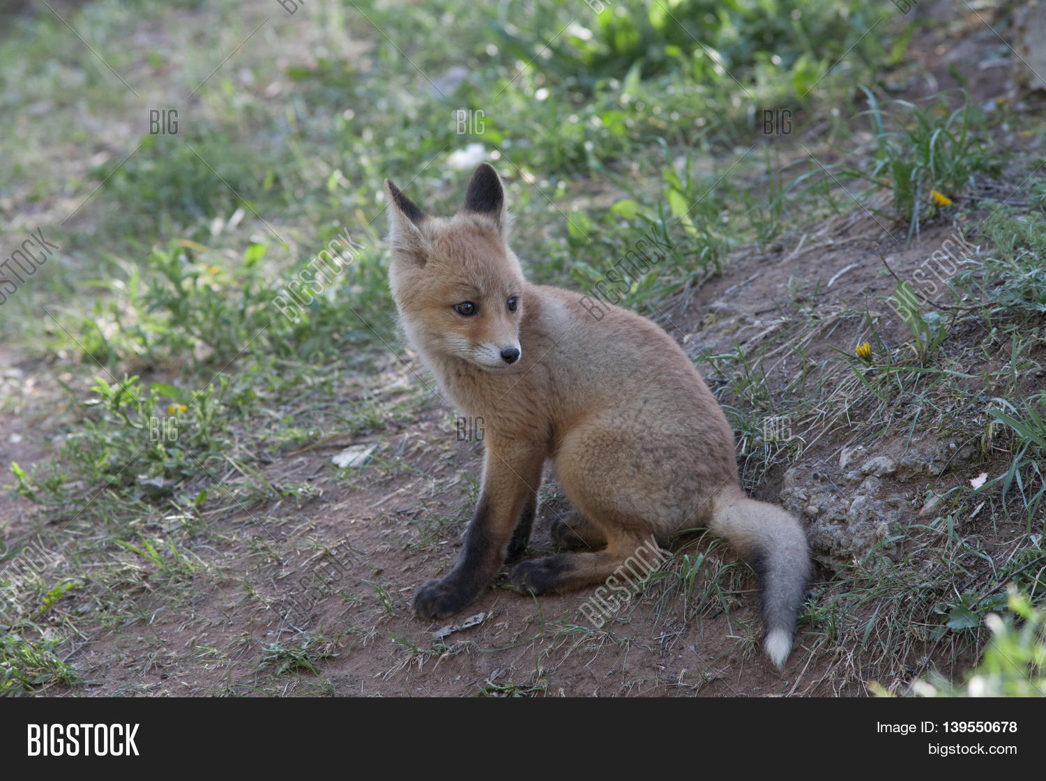 Little Furry Red Fox Image & Photo (Free Trial) | Bigstock