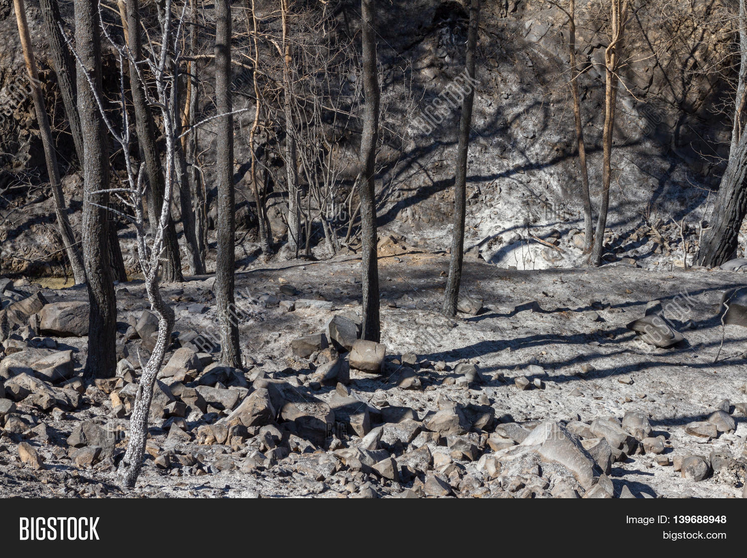 Charred Trees Image & Photo (Free Trial) | Bigstock