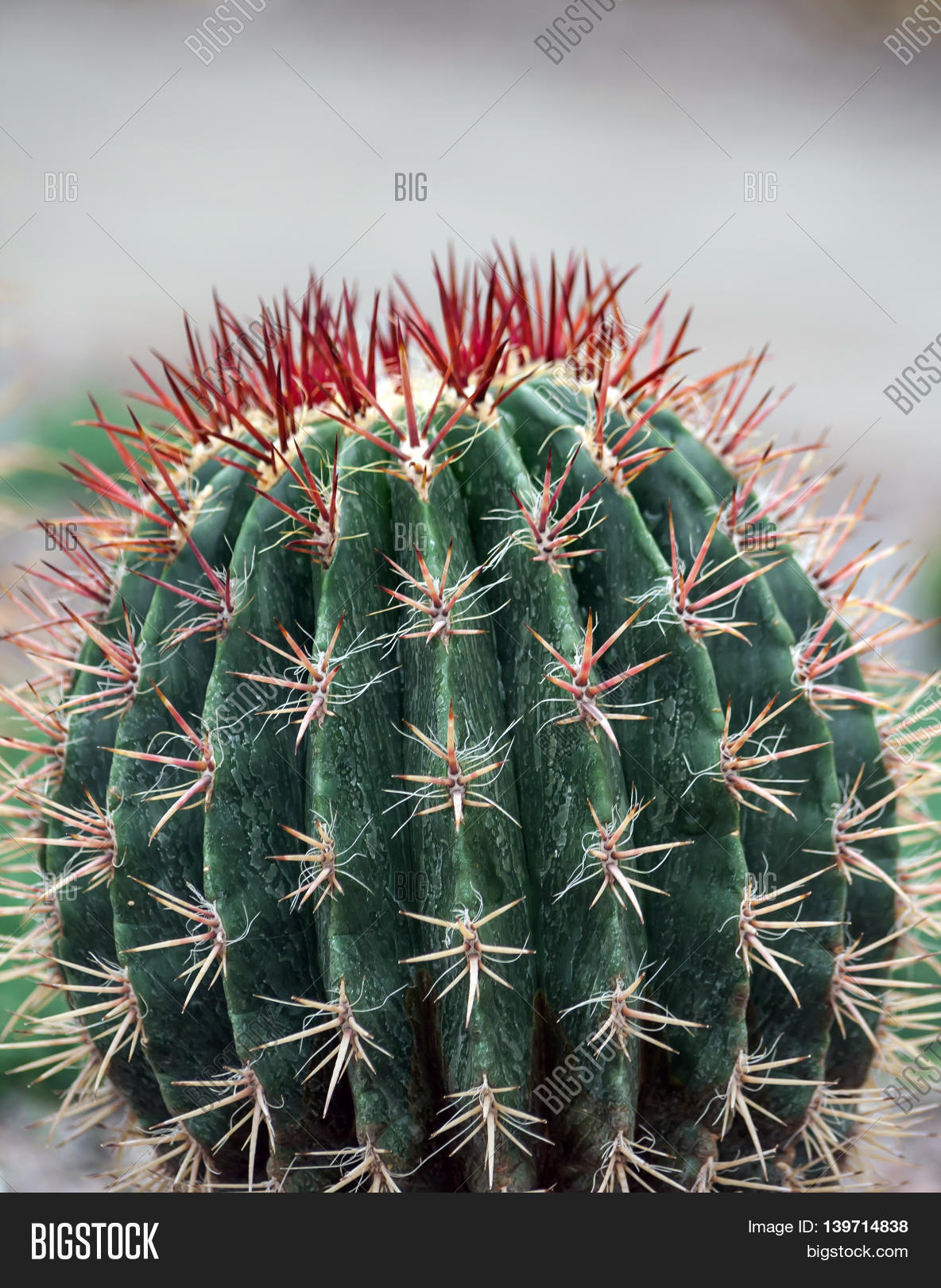 Ferocactus Closeup Image & Photo (Free Trial) | Bigstock