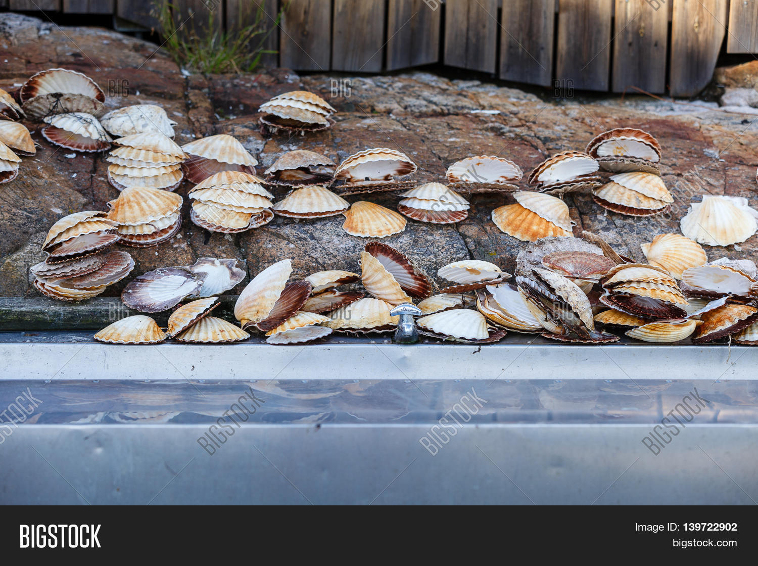 Many Empty Scallop Image & Photo (Free Trial) | Bigstock