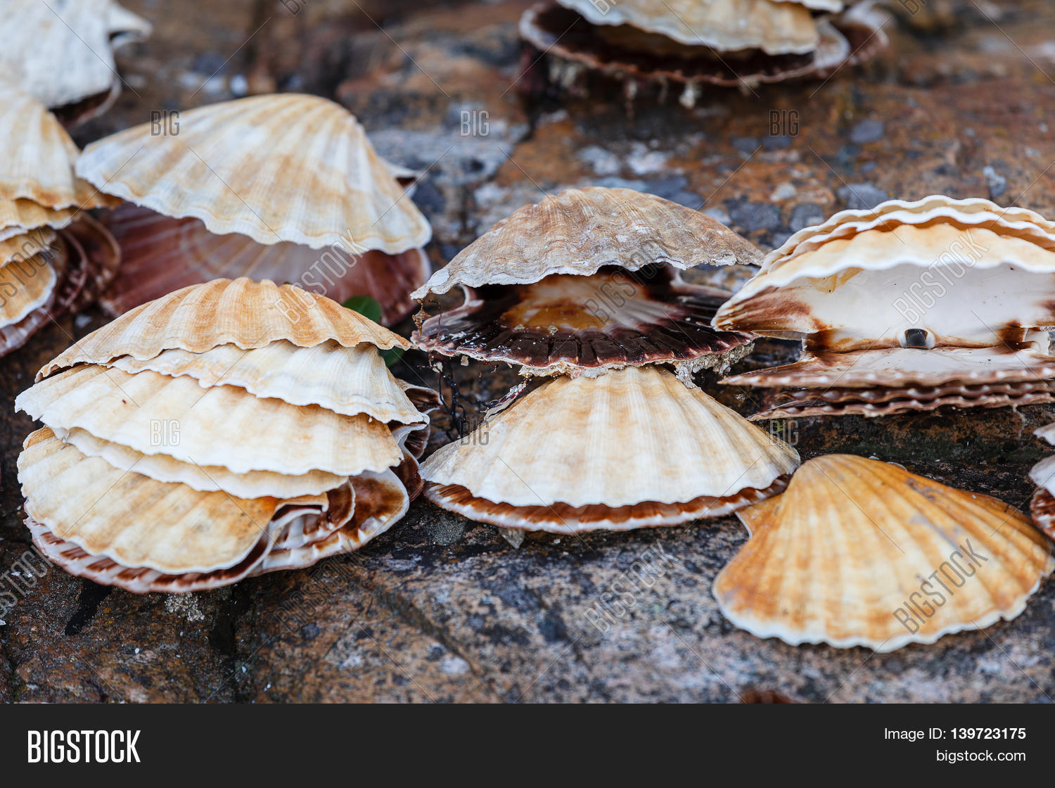 Many Empty Scallop Image & Photo (Free Trial) | Bigstock