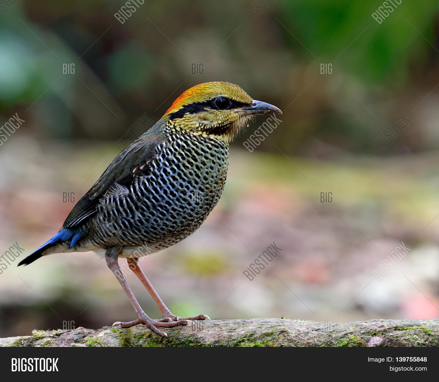 Female Blue Pitta ( Image & Photo (Free Trial) | Bigstock