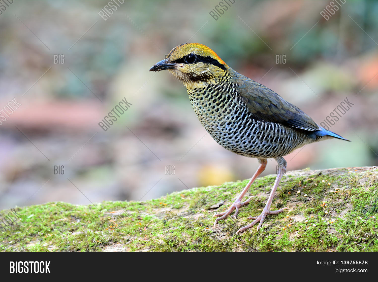 Female Blue Pitta ( Image & Photo (Free Trial) | Bigstock