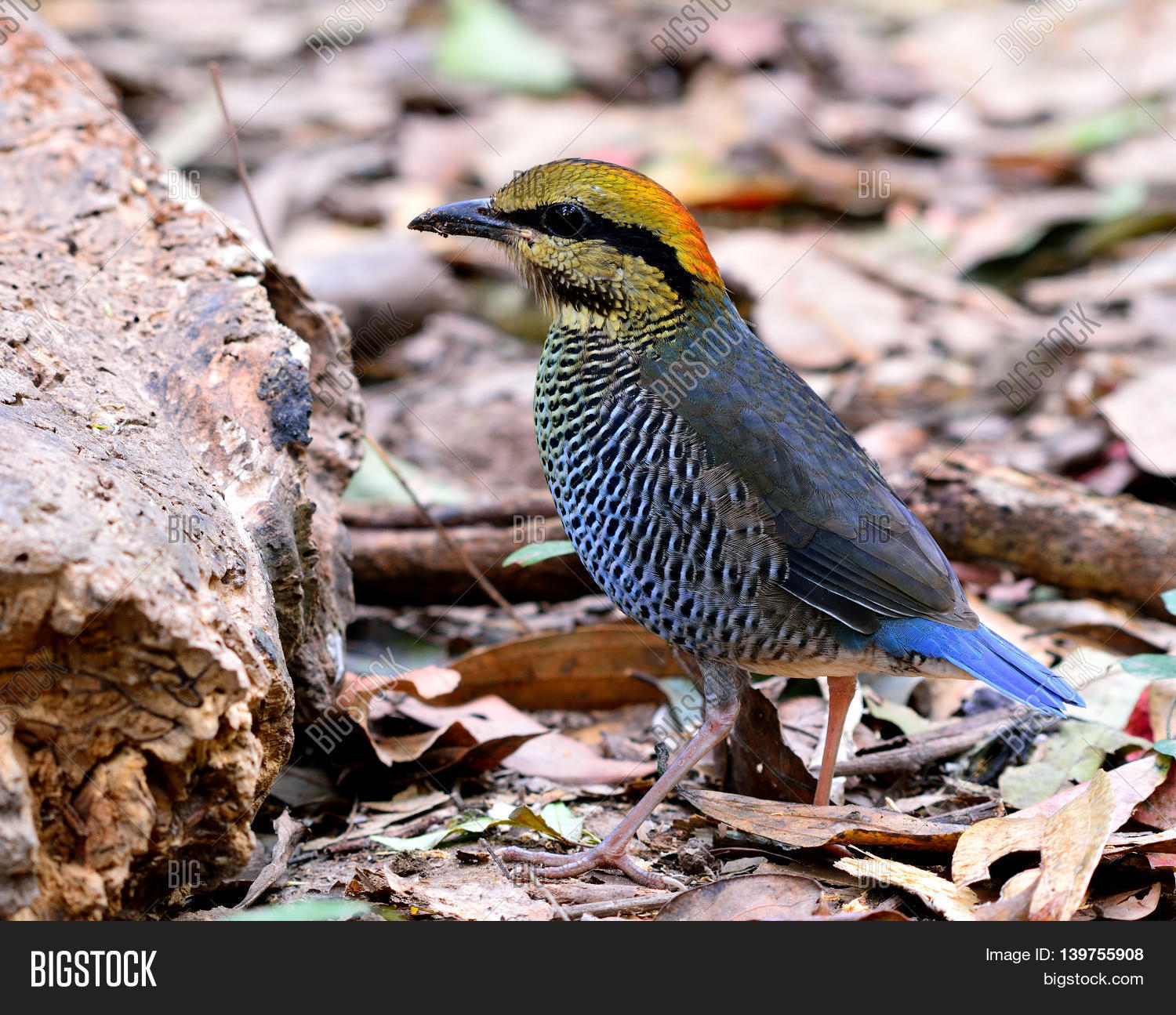 Female Blue Pitta ( Image & Photo (Free Trial) | Bigstock