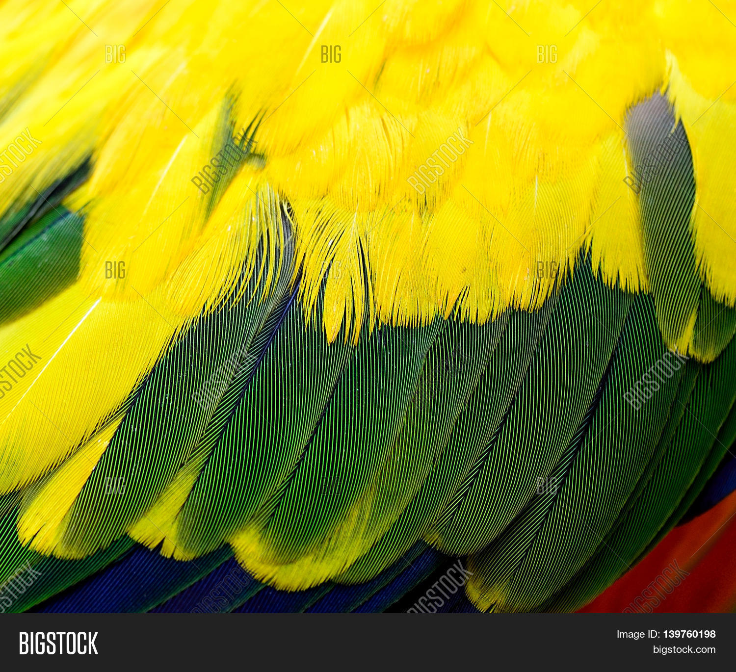 Texture Sun Conure Image & Photo (Free Trial) | Bigstock