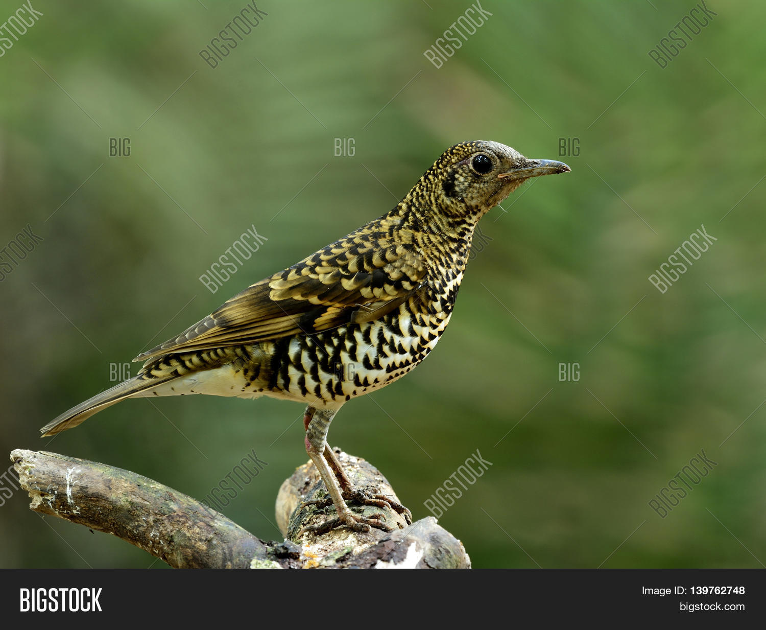 White Thrush (zoothera Image & Photo (Free Trial) | Bigstock
