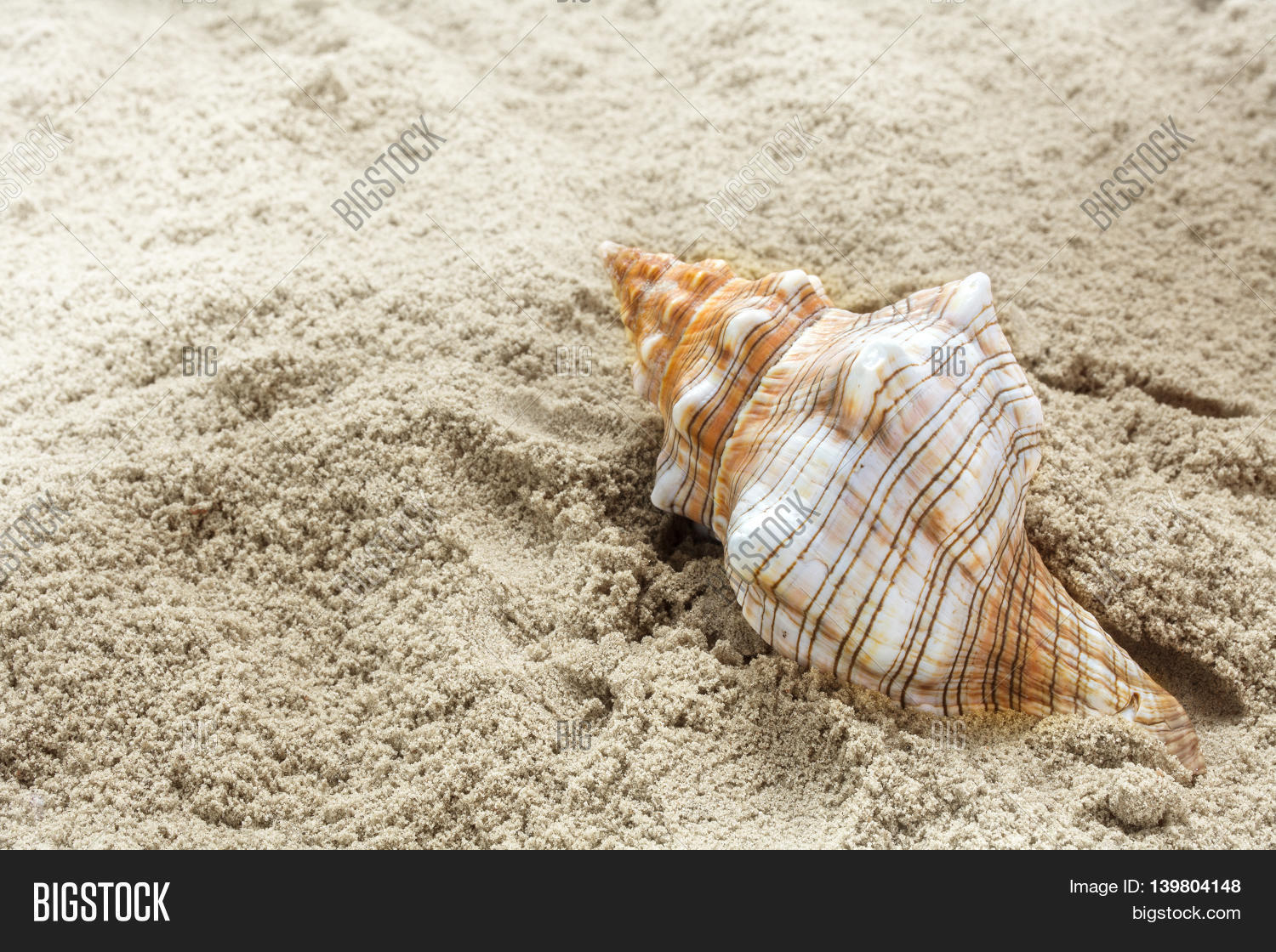 Large Sea Shell Sand Image & Photo (Free Trial) | Bigstock