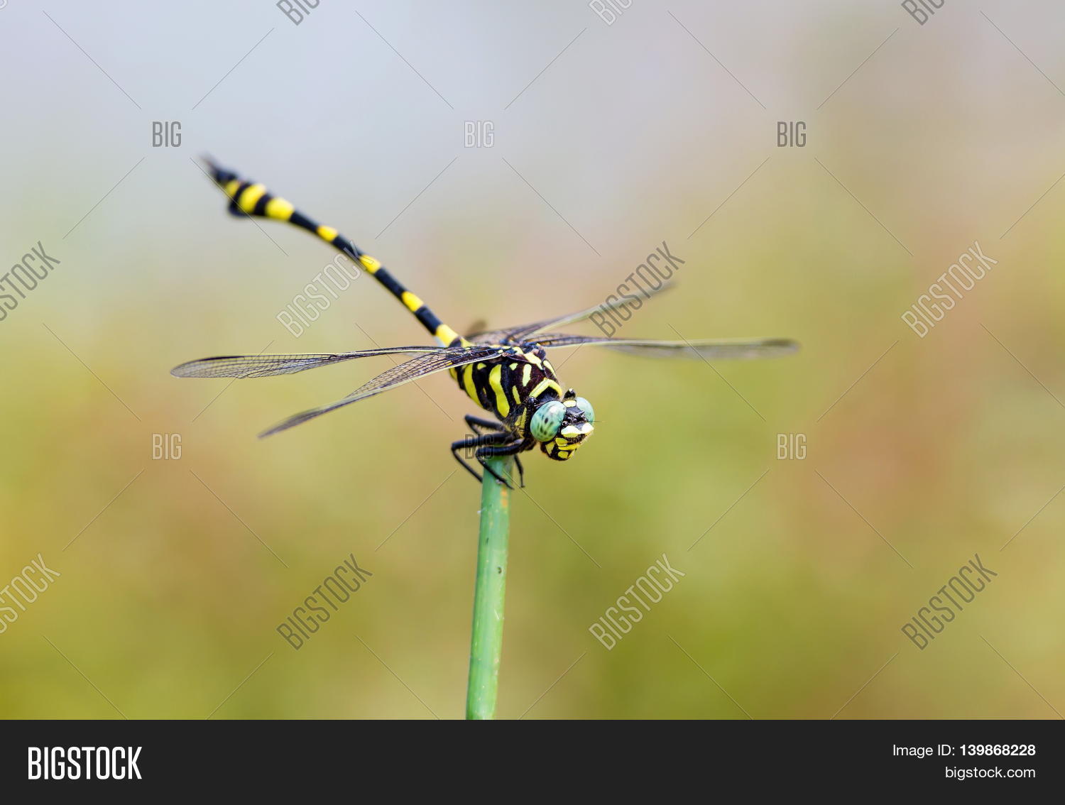 Golden-ringed Image & Photo (Free Trial) | Bigstock