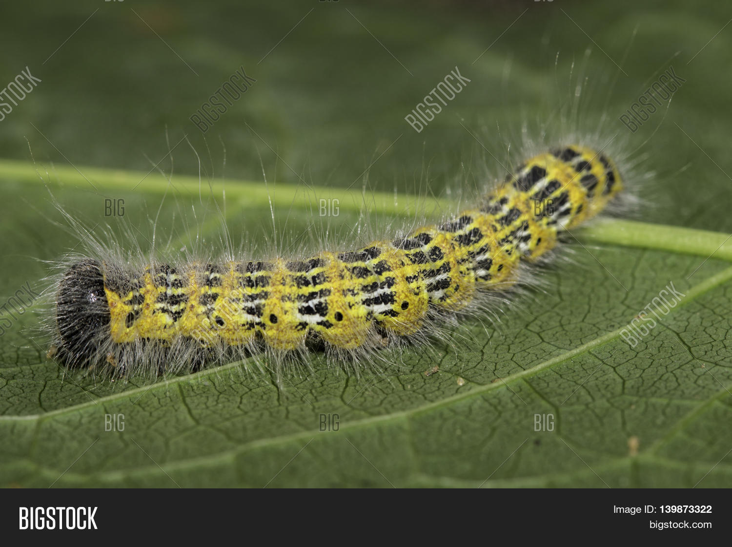Buff-tip Caterpillar Image & Photo (Free Trial) | Bigstock