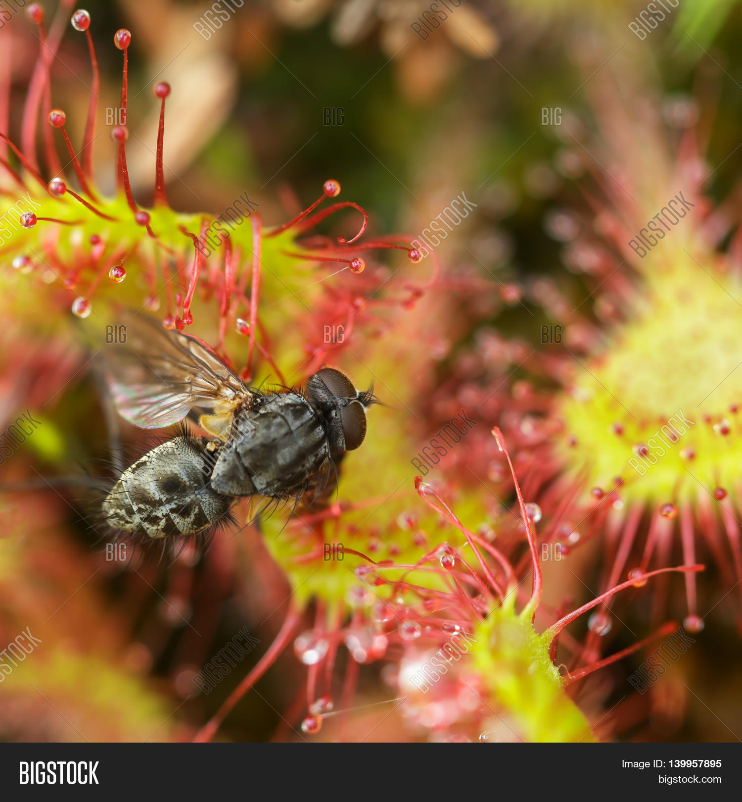 Prey Sundew Eating Image & Photo (Free Trial) | Bigstock