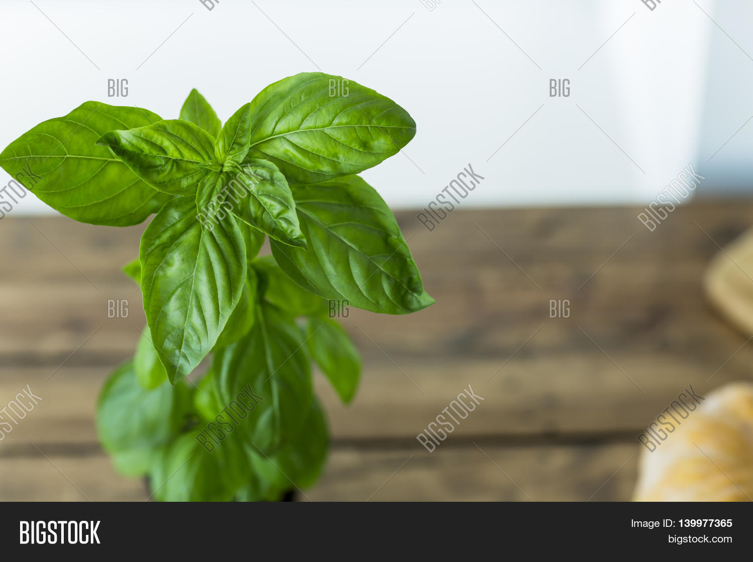 Leaf Basil Image & Photo (Free Trial) | Bigstock