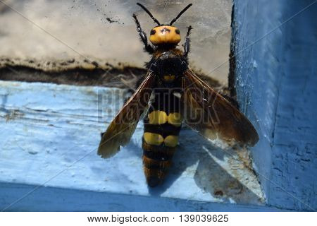 Megascolia Maculata. Image & Photo (Free Trial) | Bigstock