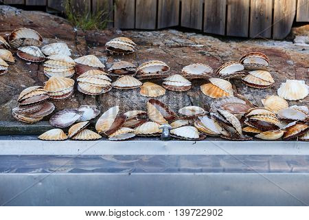Many Empty Scallop Image & Photo (Free Trial) | Bigstock