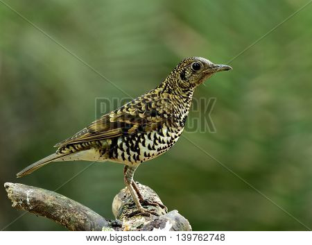 White Thrush (zoothera Image & Photo (Free Trial) | Bigstock