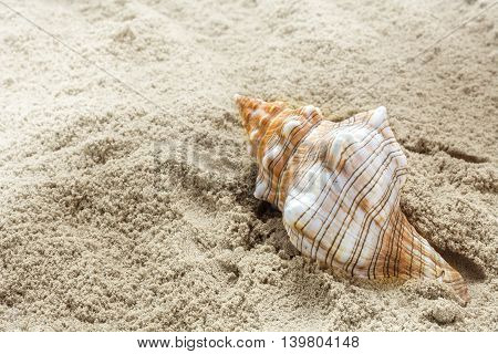 Large Sea Shell Sand Image & Photo (Free Trial) | Bigstock