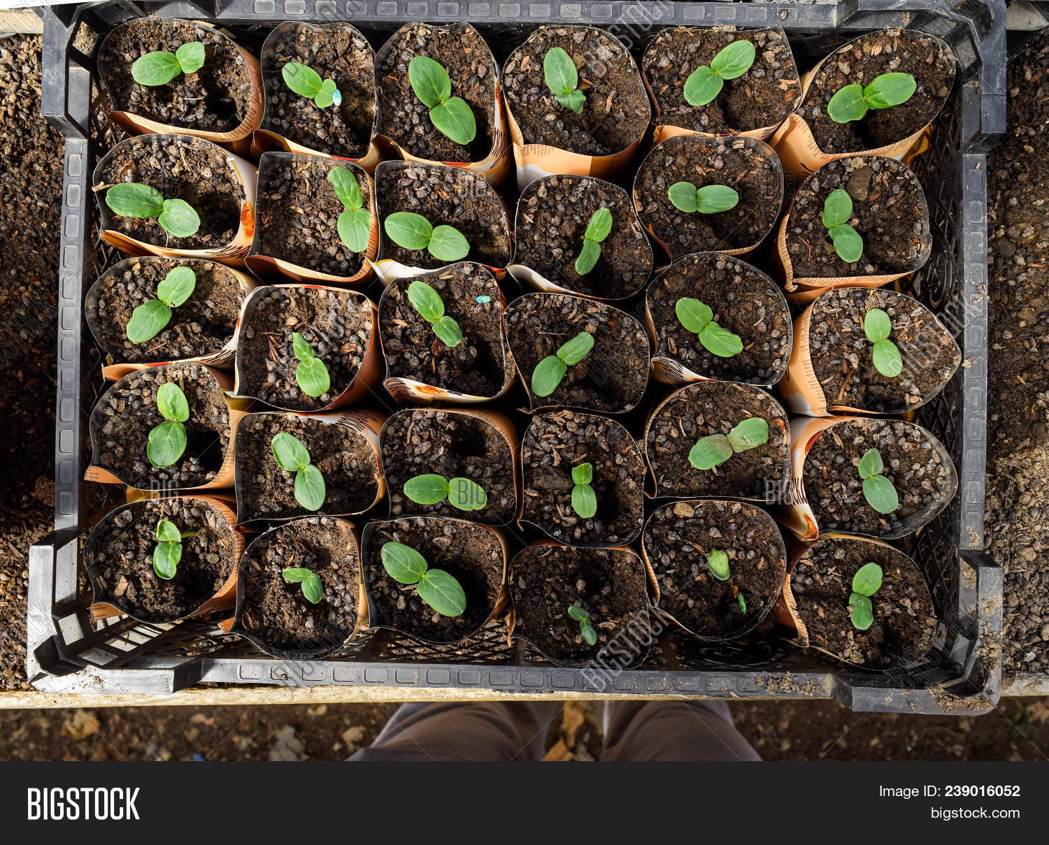Shoots Cucumbers. Image & Photo (Free Trial) | Bigstock