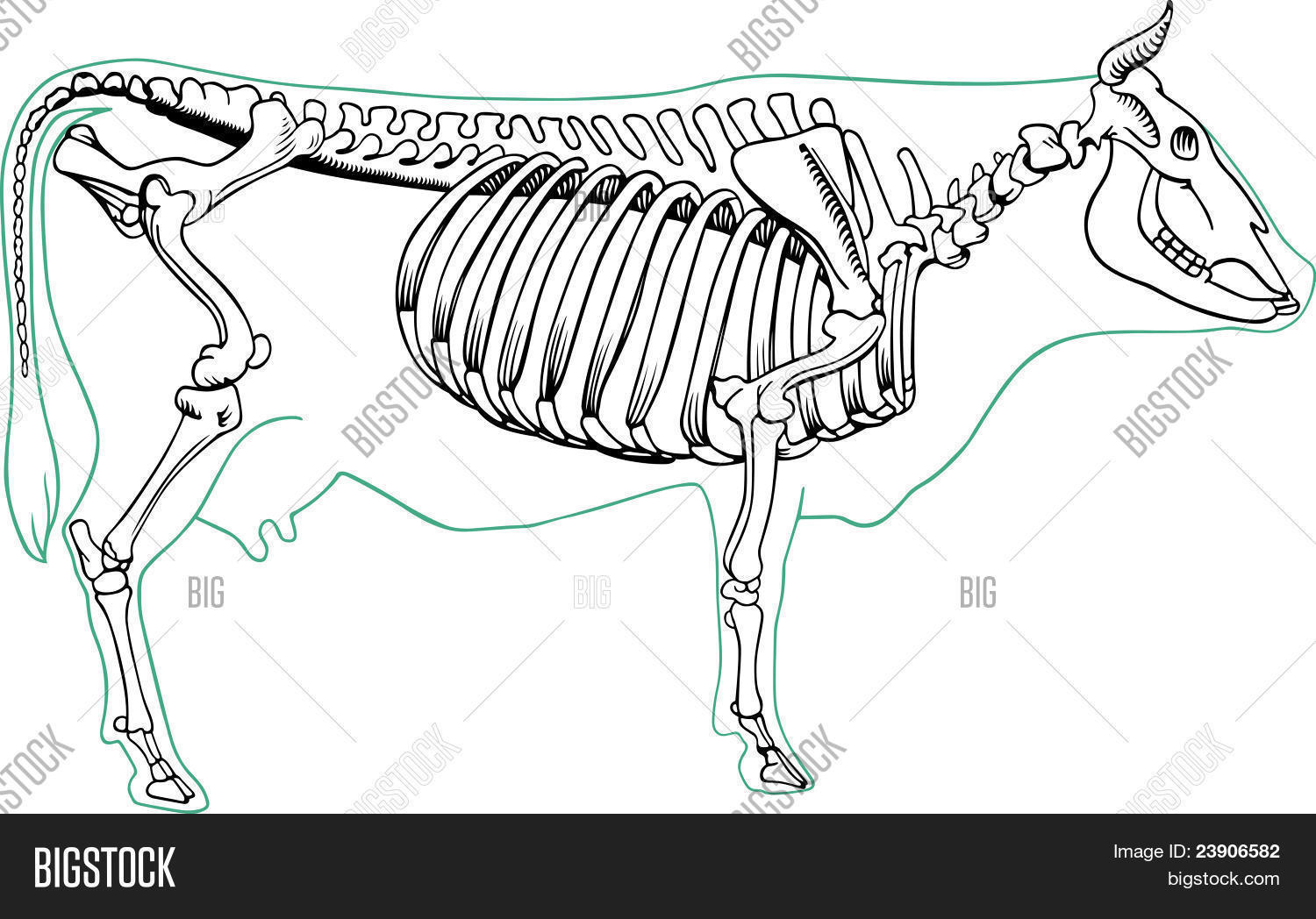 Skeleton Cow Vector & Photo (Free Trial) | Bigstock