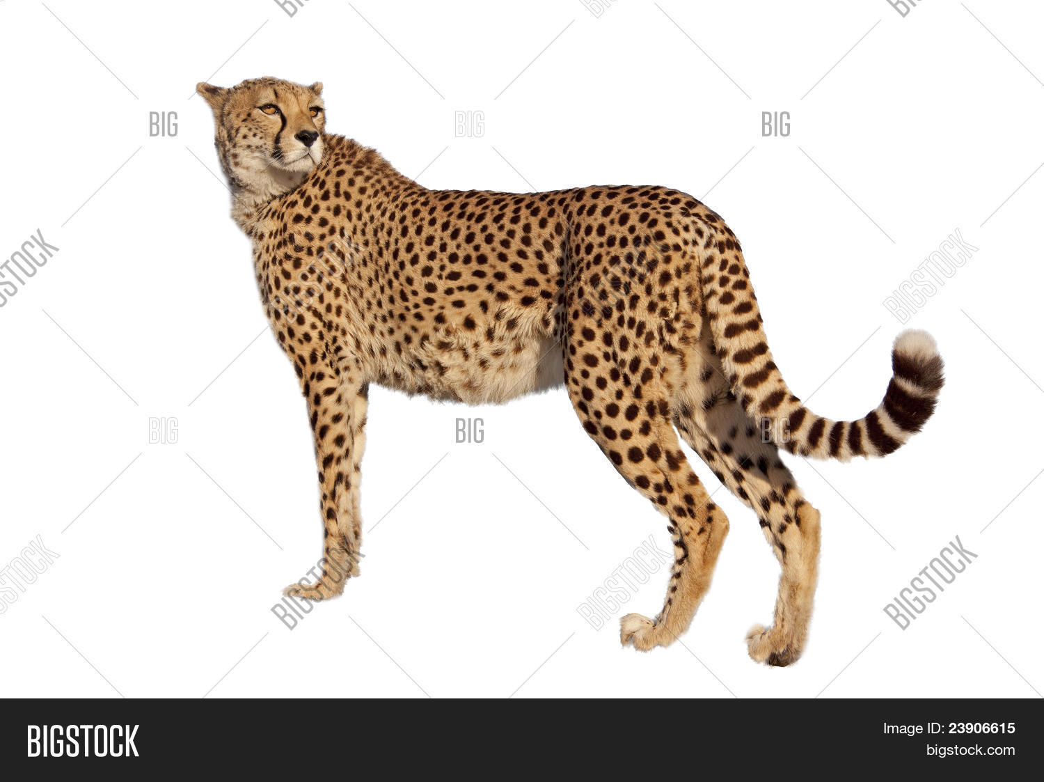 Standing Cheetah Image & Photo (Free Trial) | Bigstock