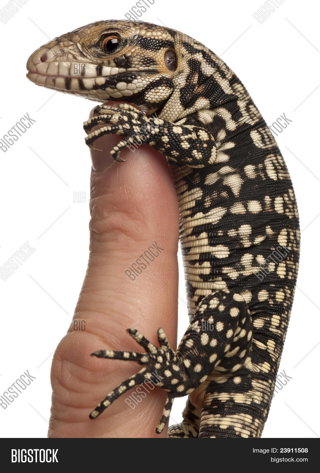 Blue Tegu, Tupinambis Image & Photo (Free Trial) | Bigstock