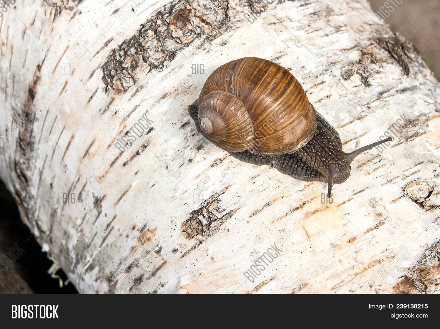 Burgundy Snail (helix Image & Photo (Free Trial) | Bigstock