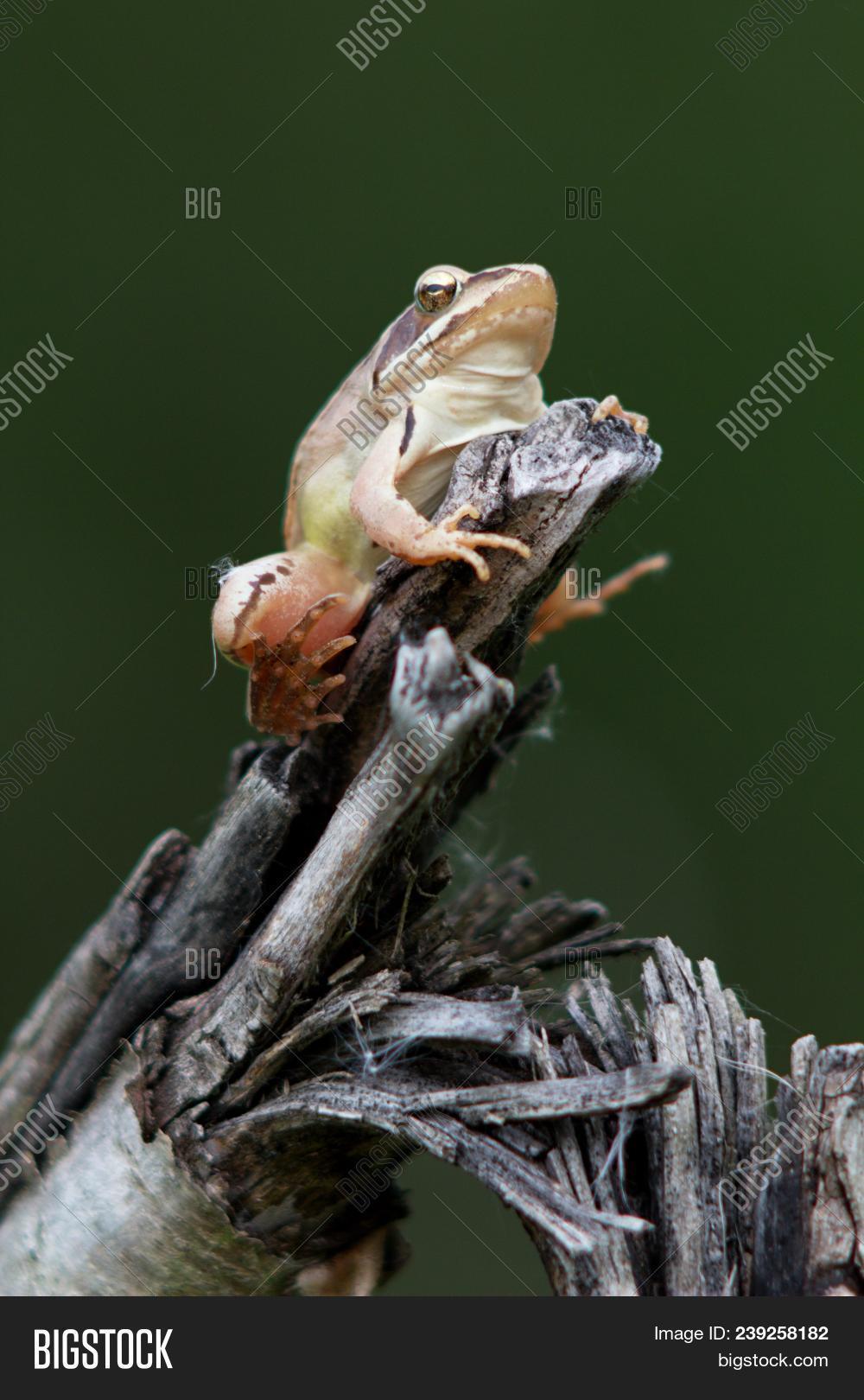 Rana Dalmatina (rana Image & Photo (Free Trial) | Bigstock